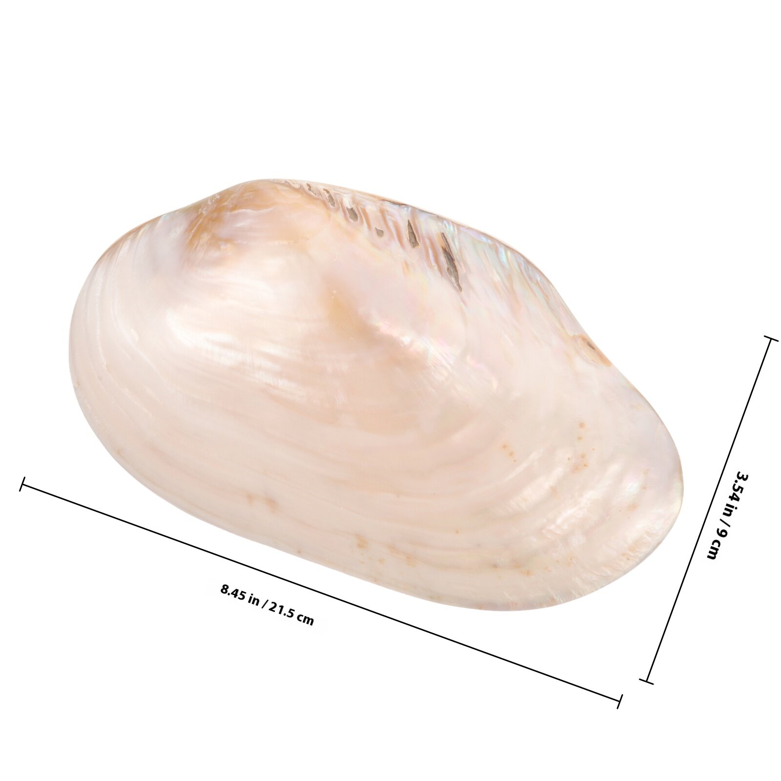 Декоративные Ракушки Для Аквариума Улучшают Внешний Вид 21.50X9.00X5.00Cm