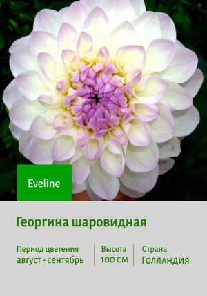 Георгина Эвелин (Eveline) 1 шт. Сотка