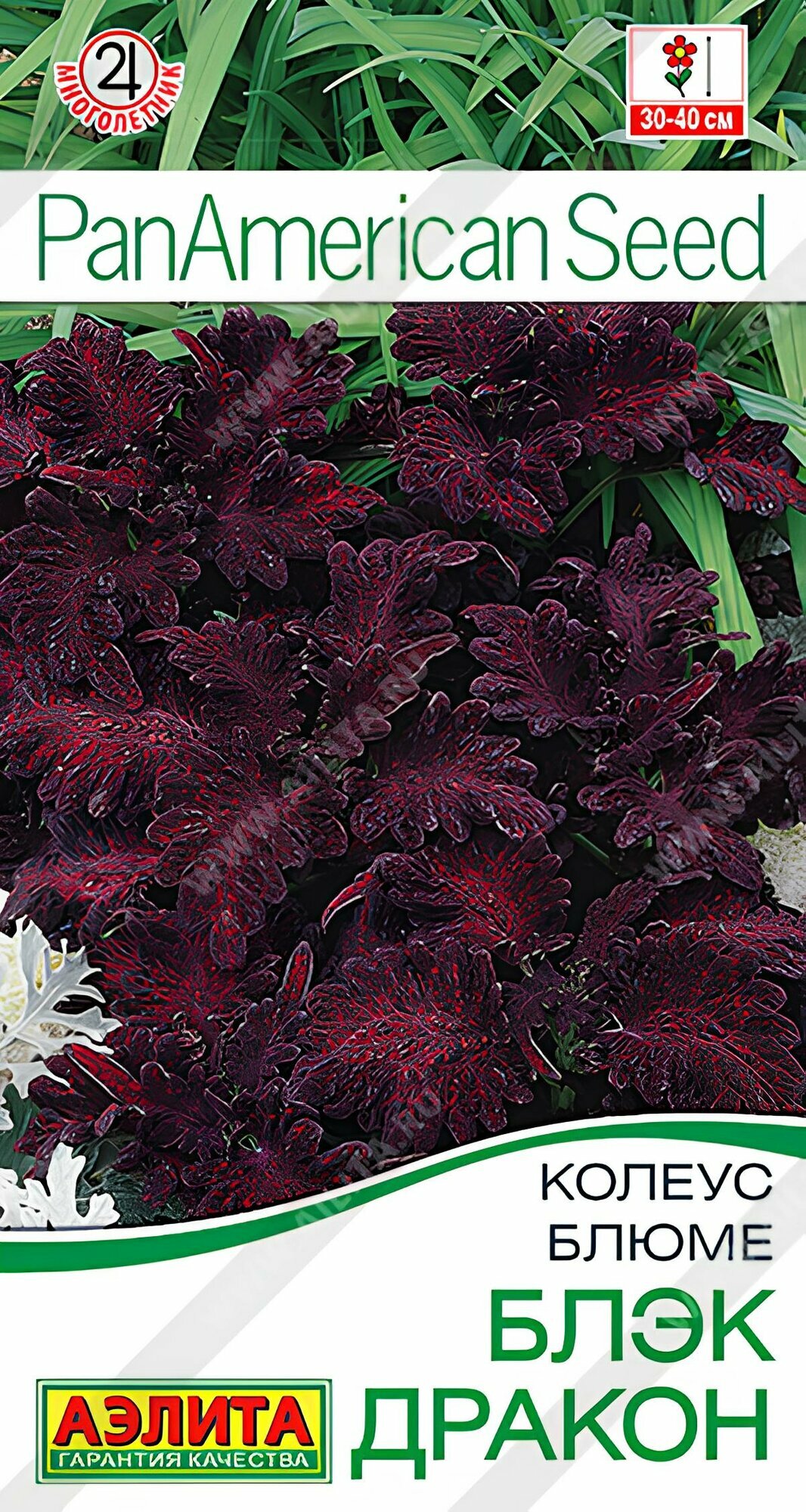 Семена Колеус блюме Блэк дракон (5 семян), Агрофирма Аэлита, высота 30-40 см