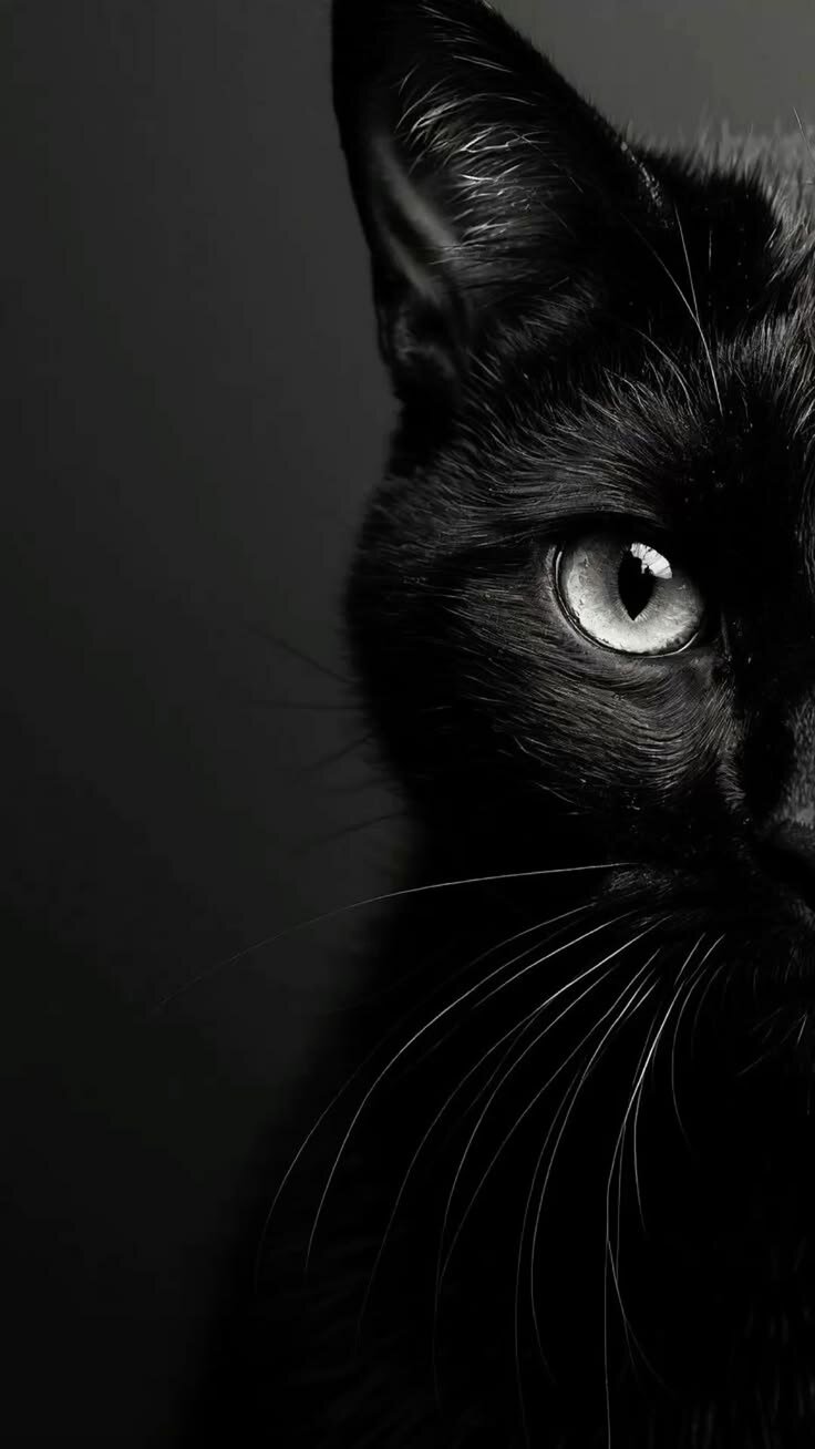 Набор открыток "коты", односторонняя фотобумага, матовая, 10 шт, 10 x 15 см — фото 1