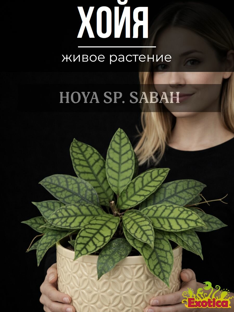 Хойя Сабах (Hoya Callistophylla Sp. Sabah) D12см, живой цветок