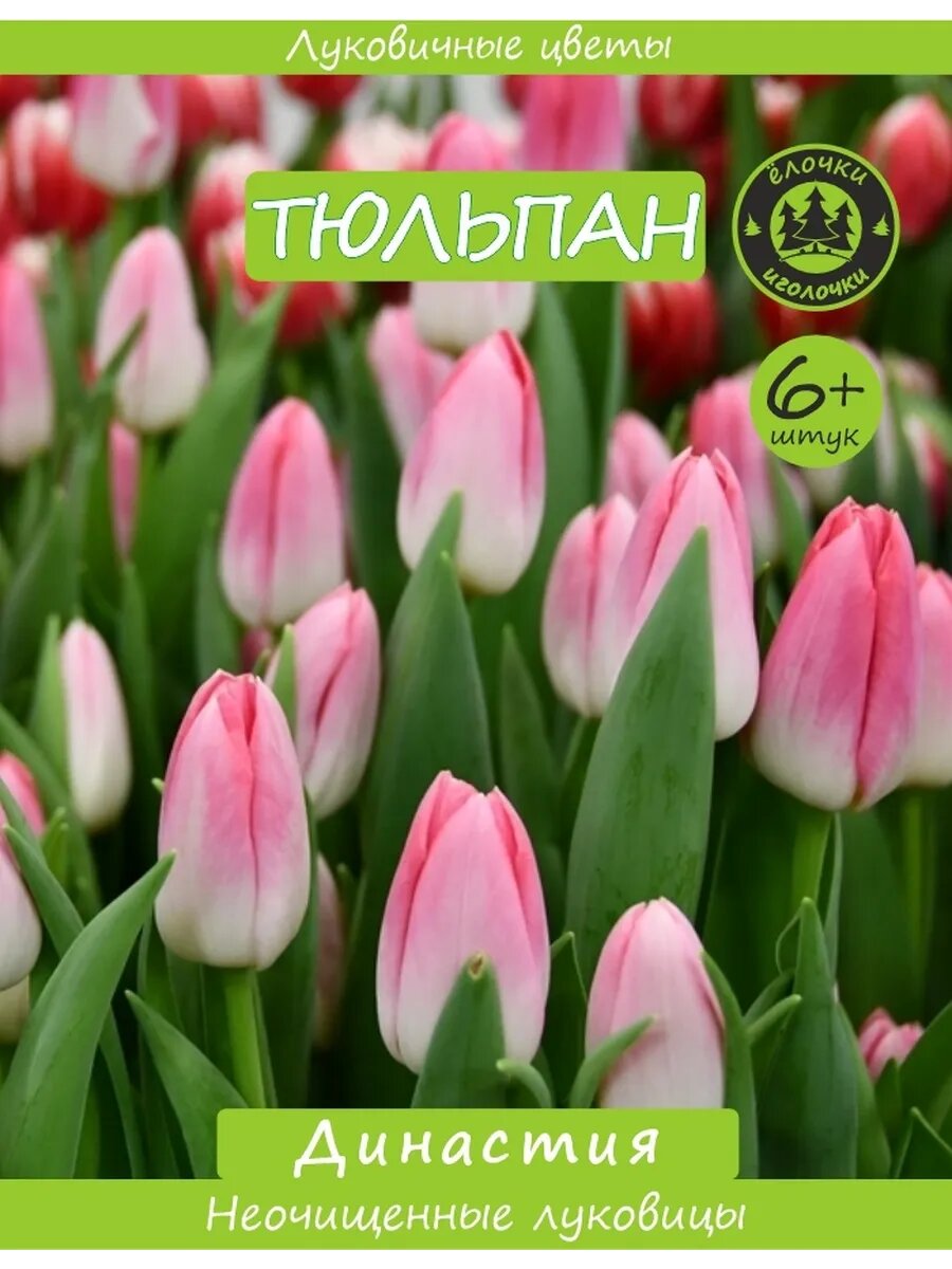 Тюльпан Луковица, Династия 6+ шт