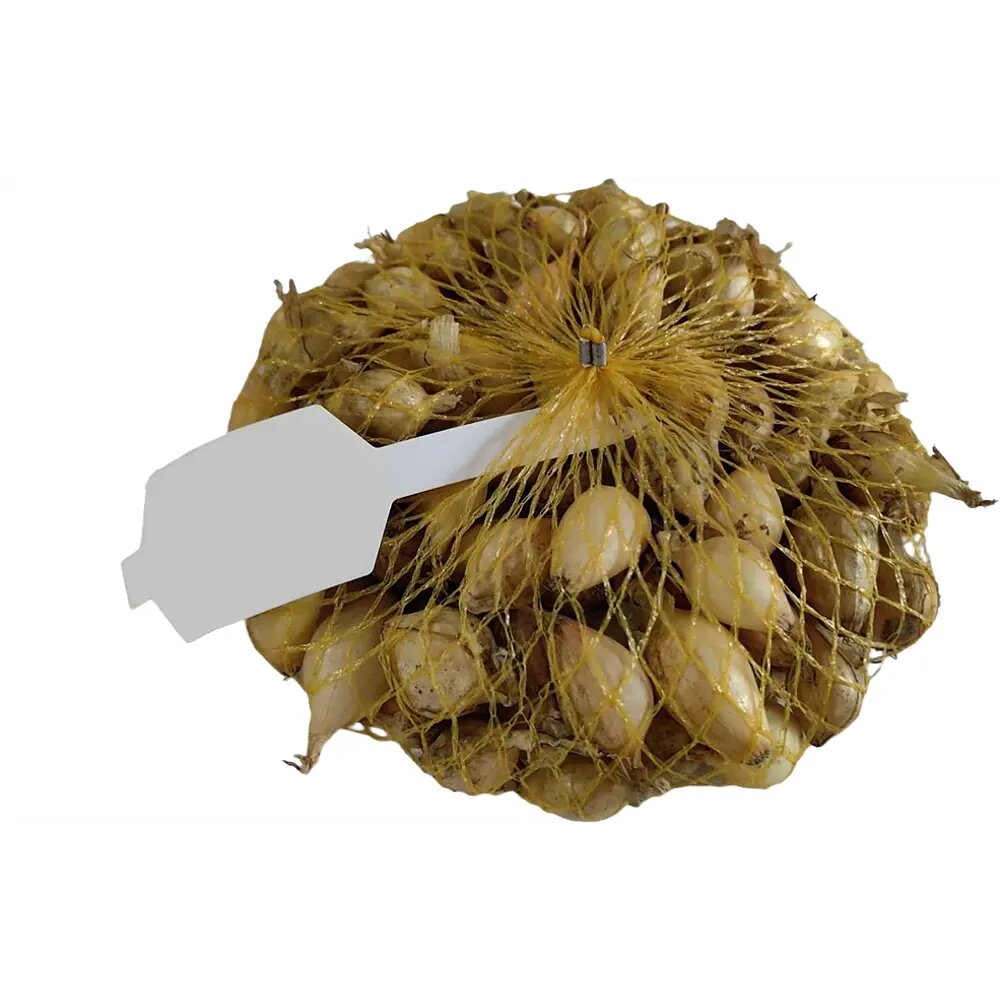 Лук‑севок Стурон Россия 0.5кг жёлтый/золотой высота 20см