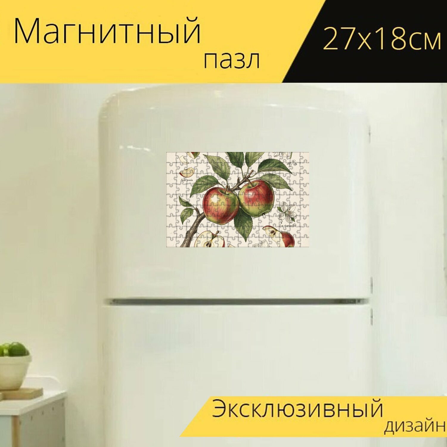 Магнитный пазл "Винтажная ботаническая ветка яблони. Старинная иллюстрация с плодами, цветами и листьями на ветви, с разрезанными дольками и семенами." на холодильник 27 x 18 см.