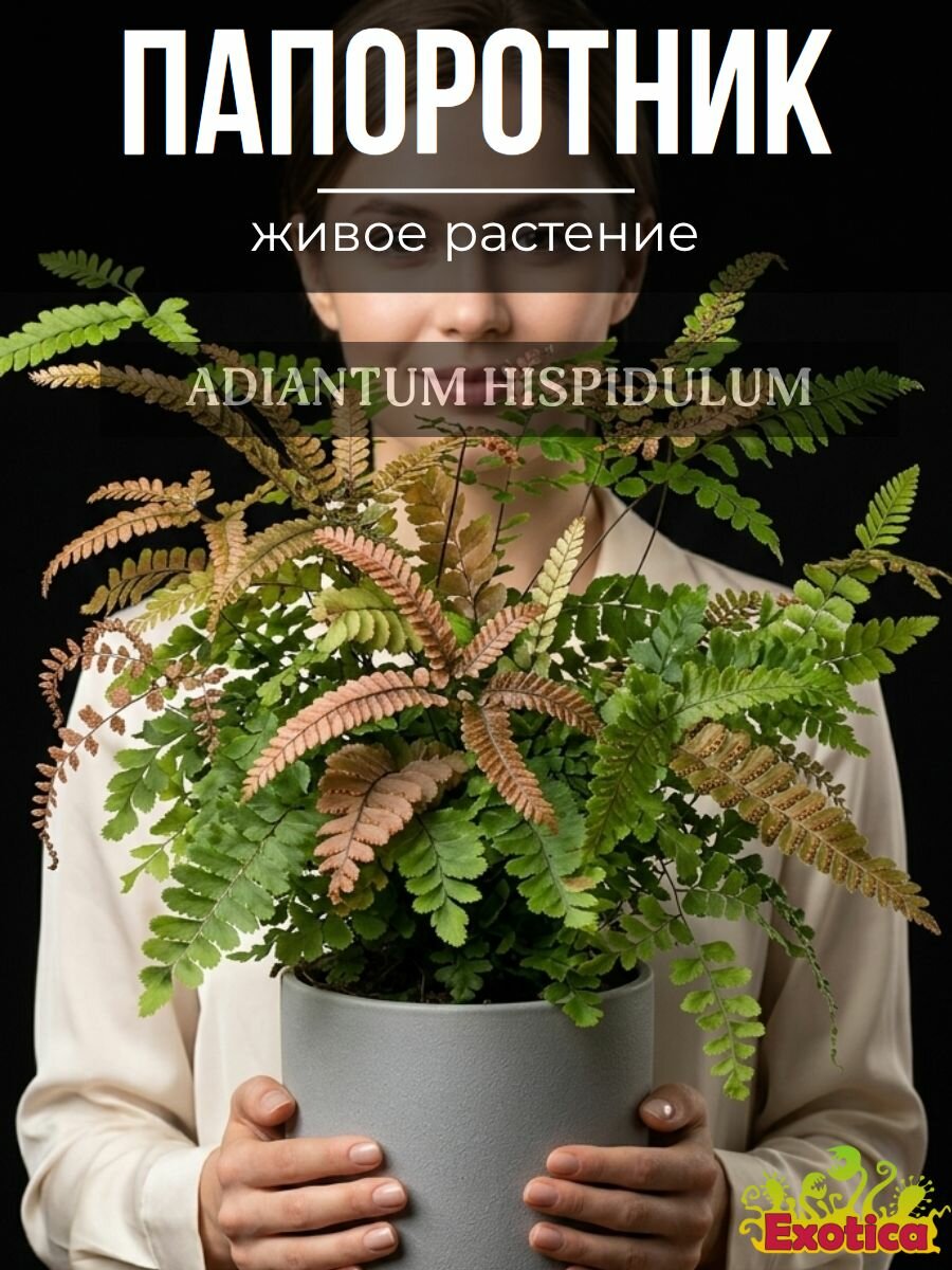 Адиантум Хиспидилум (Adiantum Hispidulum) D8,5см, домашнее растение
