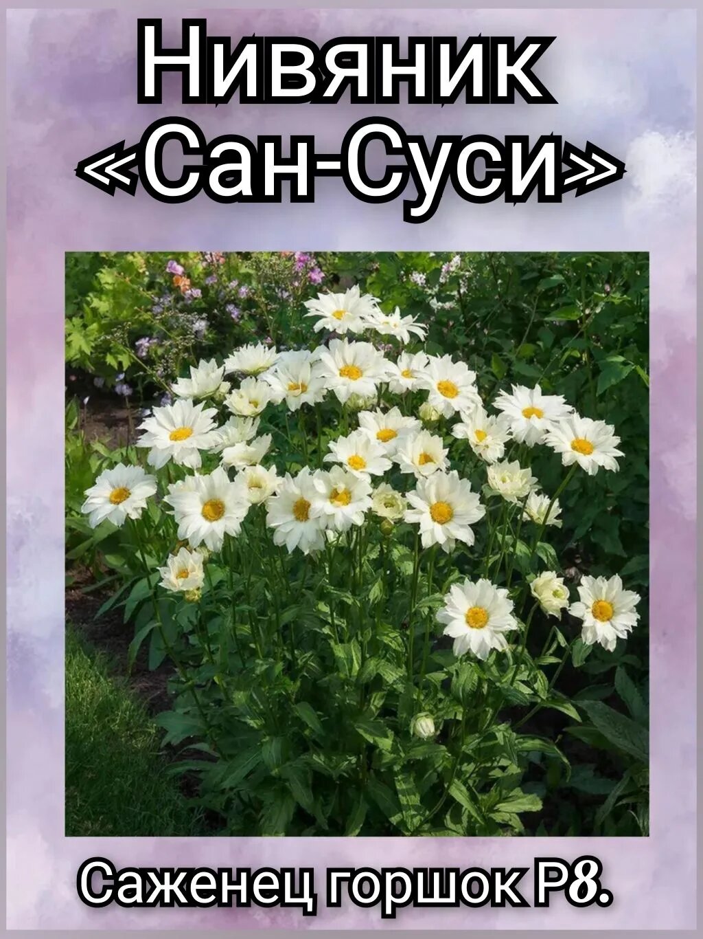 Нивяник «Сан-Суси»