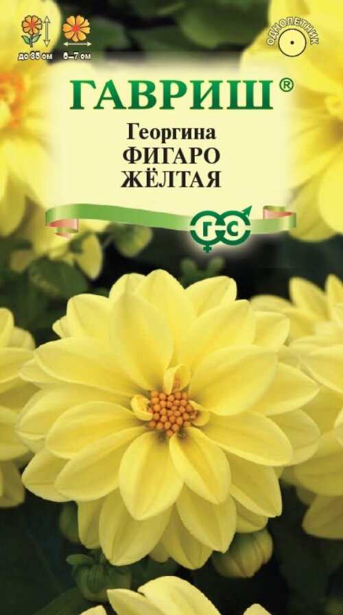 Семена георгины Гавриш Фигаро желтая, шаровидная, 7 шт