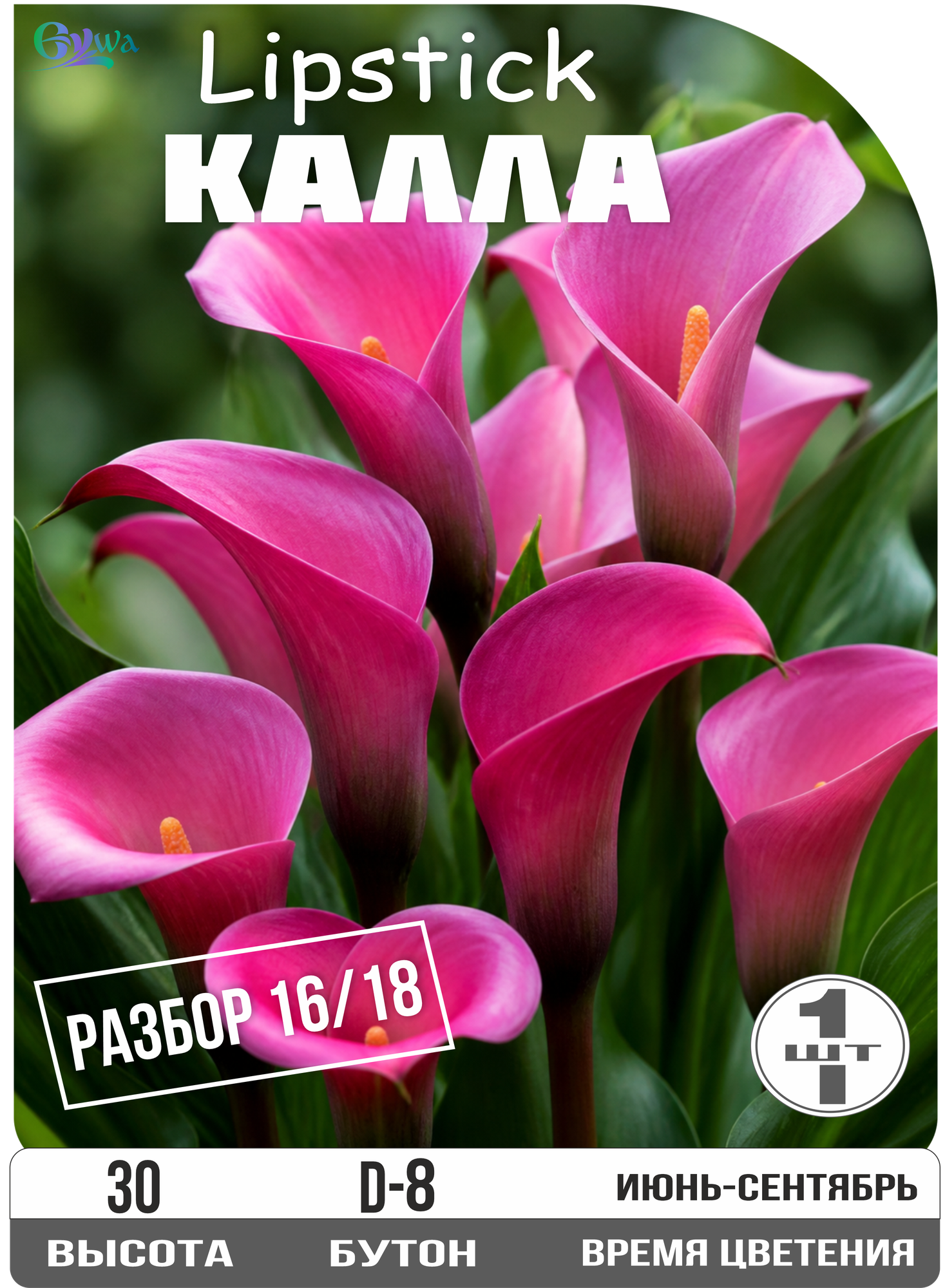 Калла Липстик луковица, клубни крупные, разбор 16/18 высота 60 см, малиново-розовый 1 шт