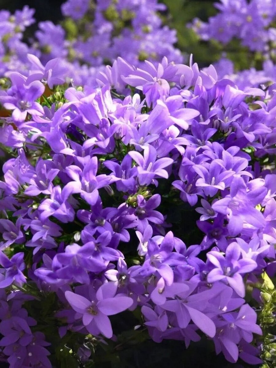 Колокольчик Портеншлага Catharina
