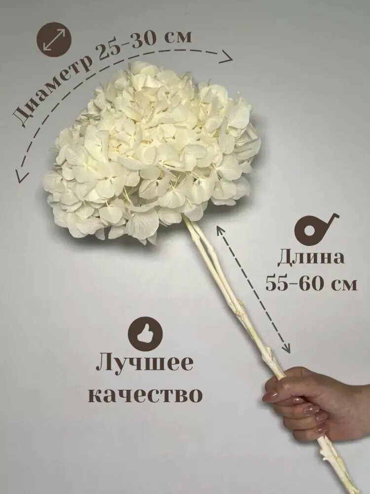 Стабилизированные цветы Гортензия, 55 см, 50 гр, 1 шт