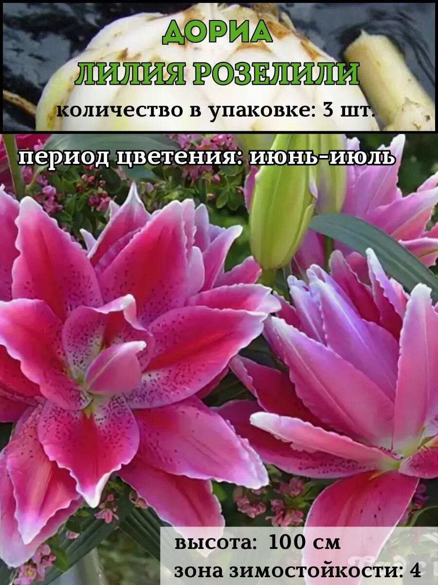 Лилия восточная, луковицы 3 штуки