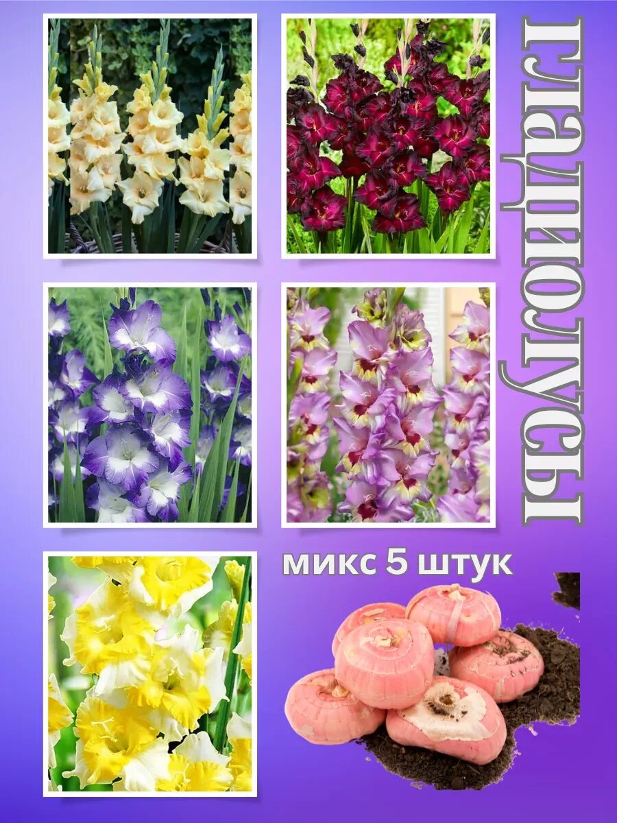 Гладиолус крупноцветковый, махровый , микс сортов, 5 луковиц