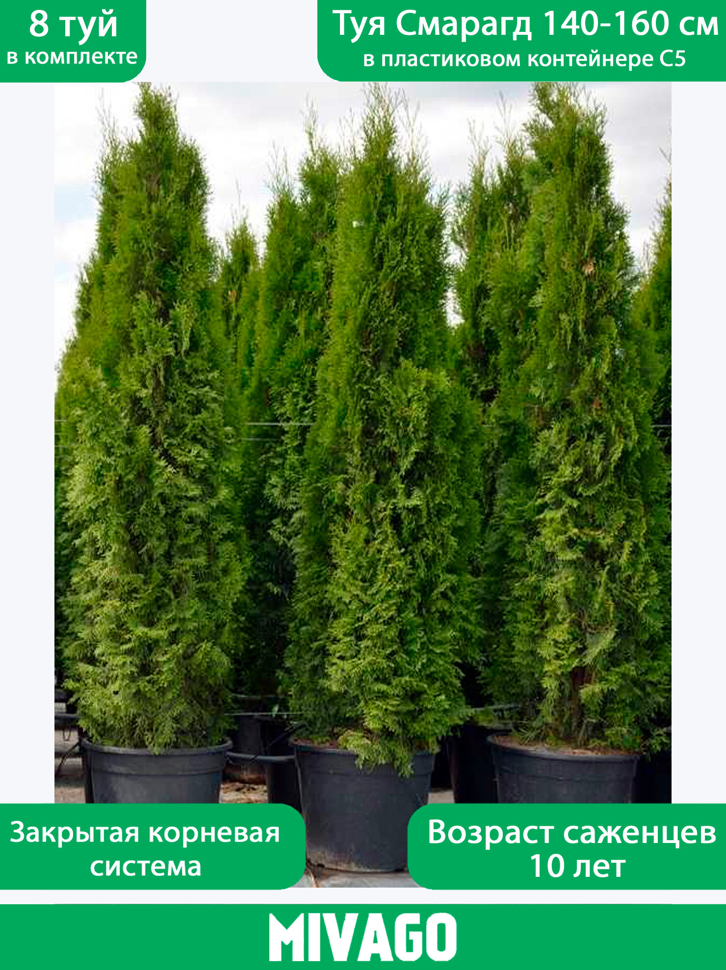 Туя западная Смарагд 140-160 см, в пластиковом контейнере 5 л, 8 саженцев