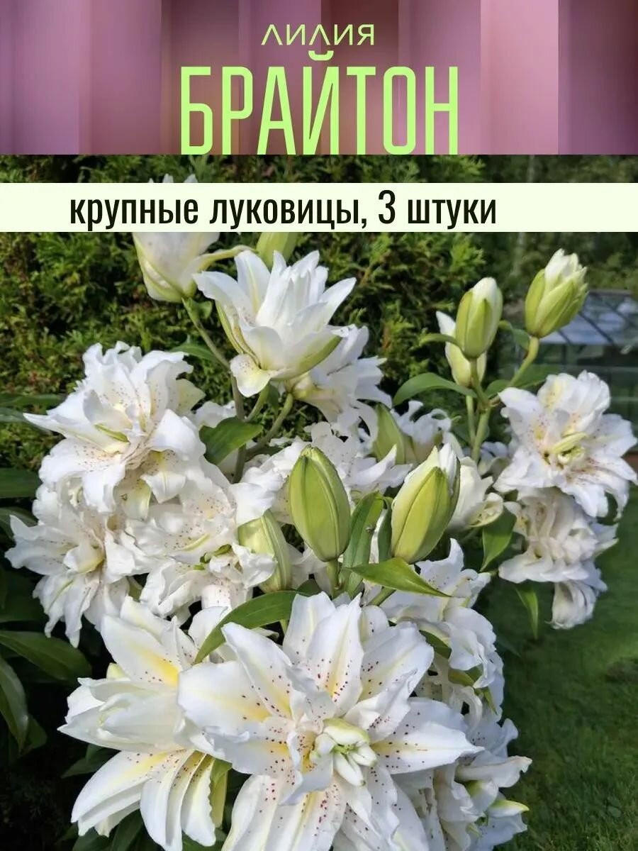Лилия луковицы, многолетние цветы для посадки,3 штуки