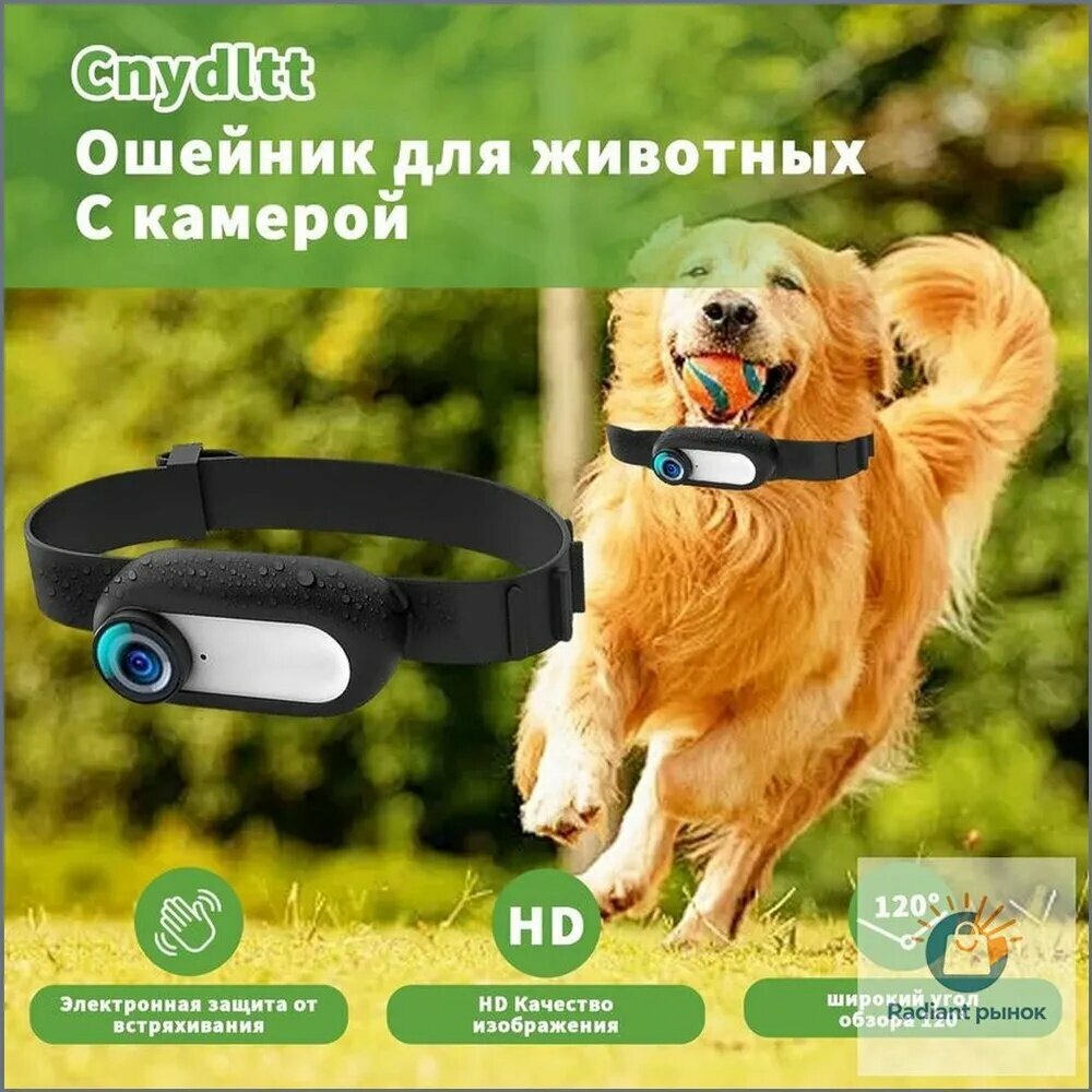 Ошейник для кошки, собаки с камерой, Предназначено для Для собак