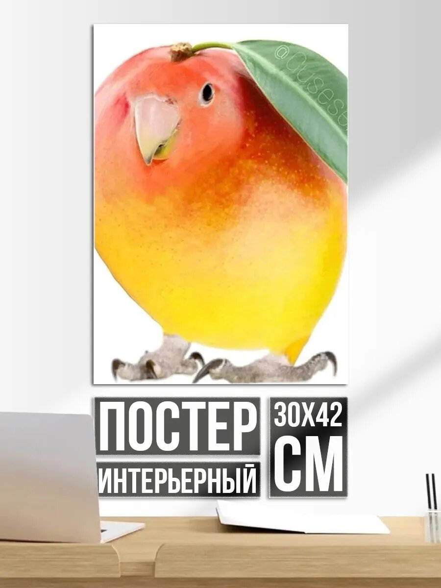 Плакат постер Манго птица