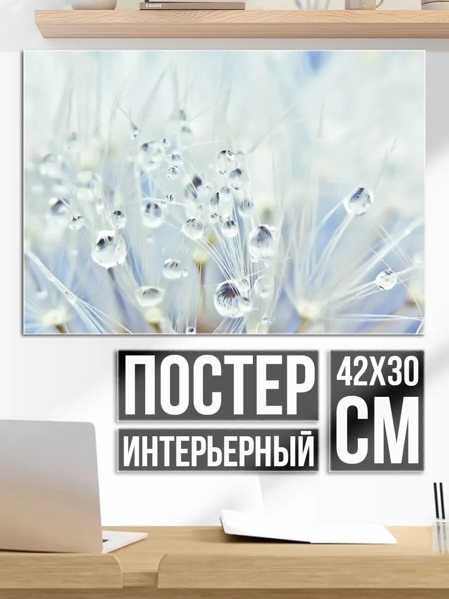 Плакат постер Капли на одуванчике