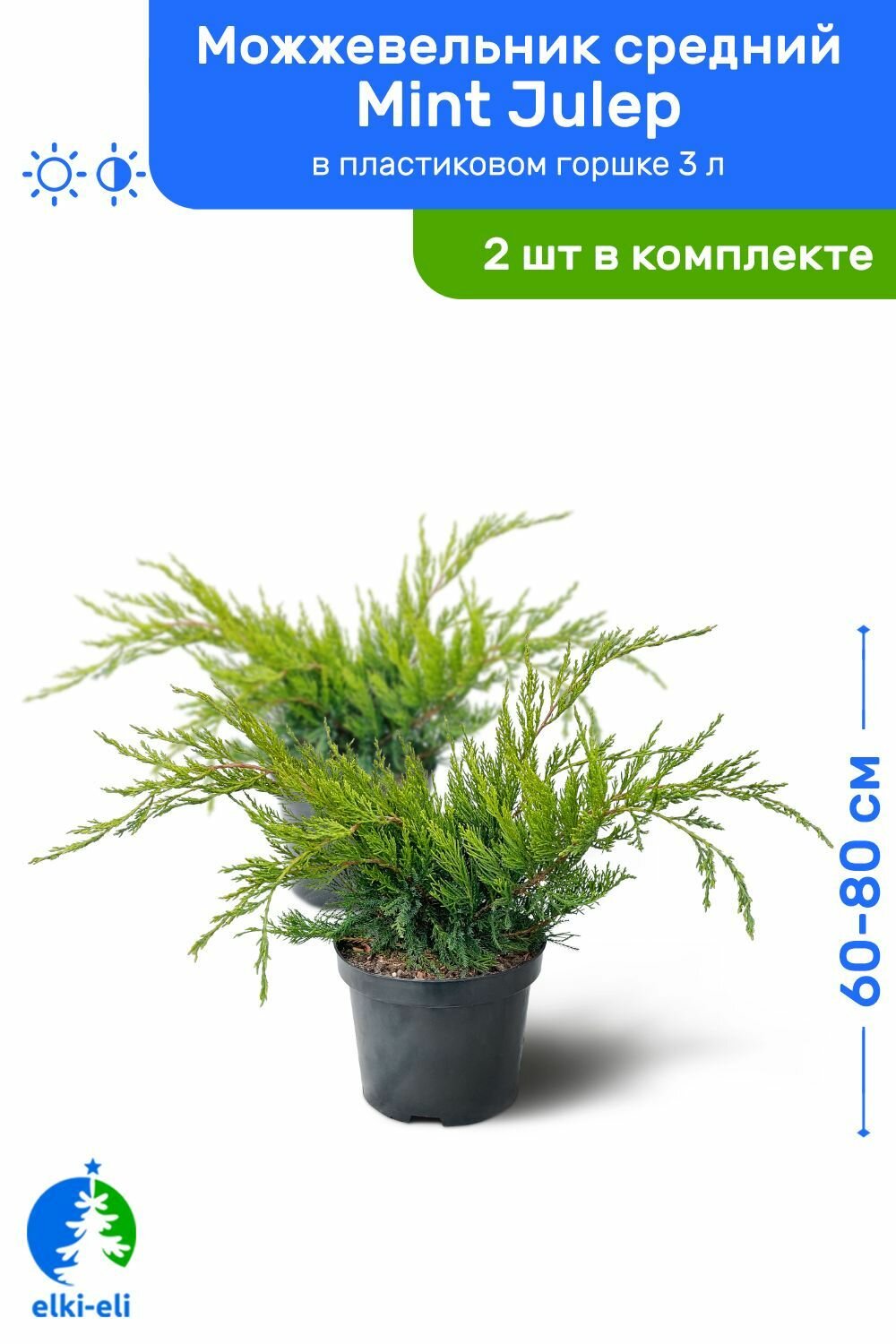 Можжевельник средний Mint Julep (Минт Джулеп) 60-80 см в пластиковом горшке 3 л, саженец, хвойное живое растение, комплект из 2 шт