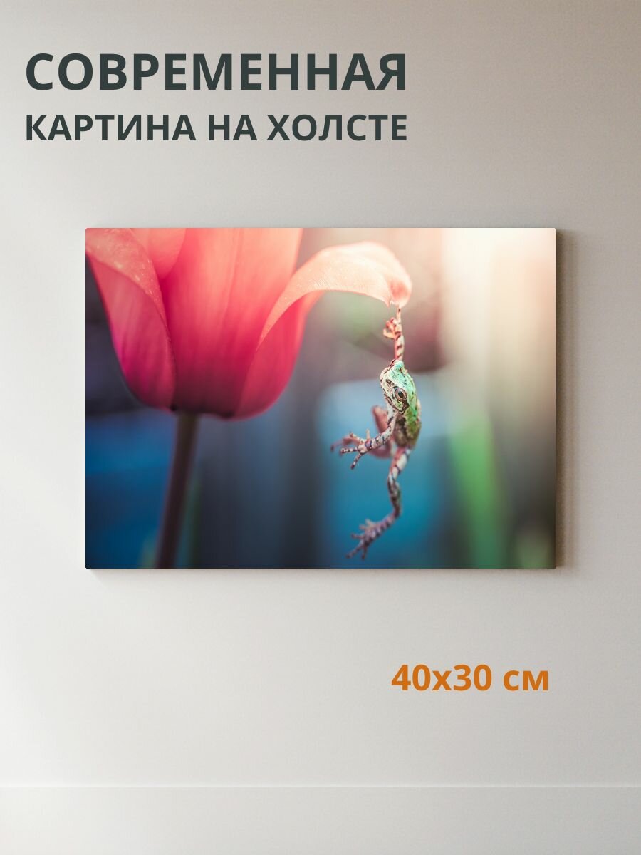 Картина на холсте Лягушка и цветок 40x30 см
