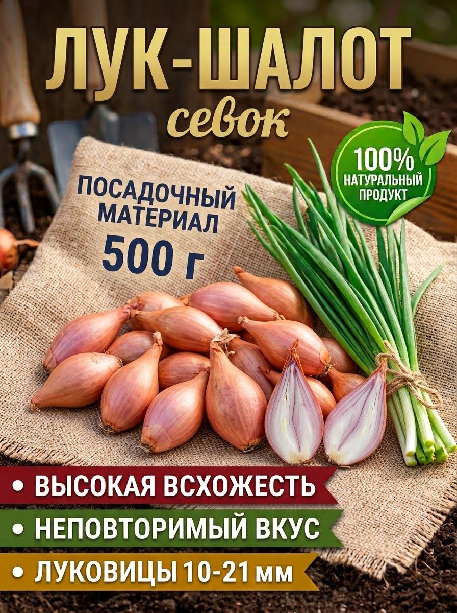 Лук севок для посадки озимый Шалот (сорокозубка) 500г