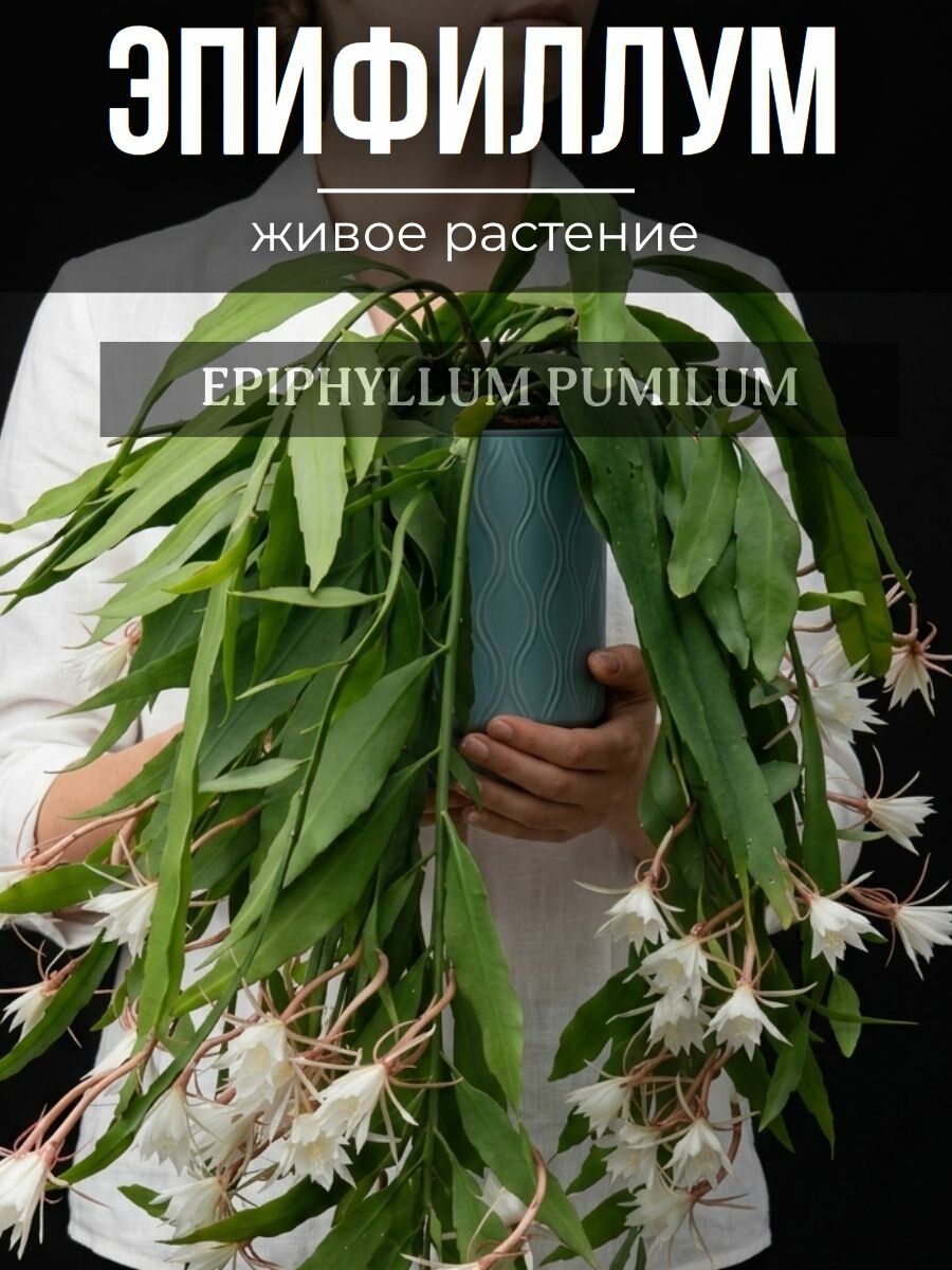 Эпифиллум Пумилум (Epiphyllum Pumilum) D5см, живой кактус