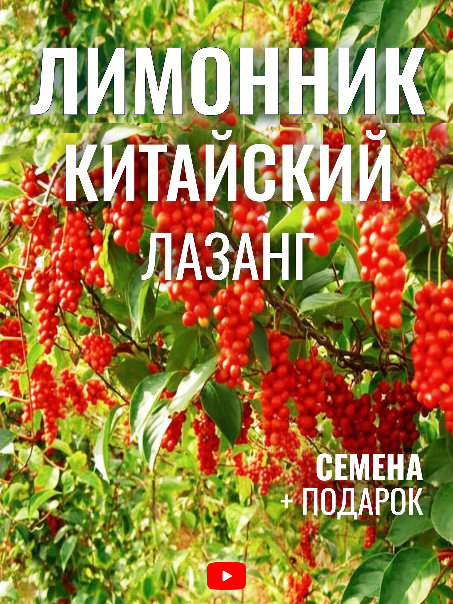 Лимонник Китайский Лазанг, Семена, 20 шт, семена декоративных растений
