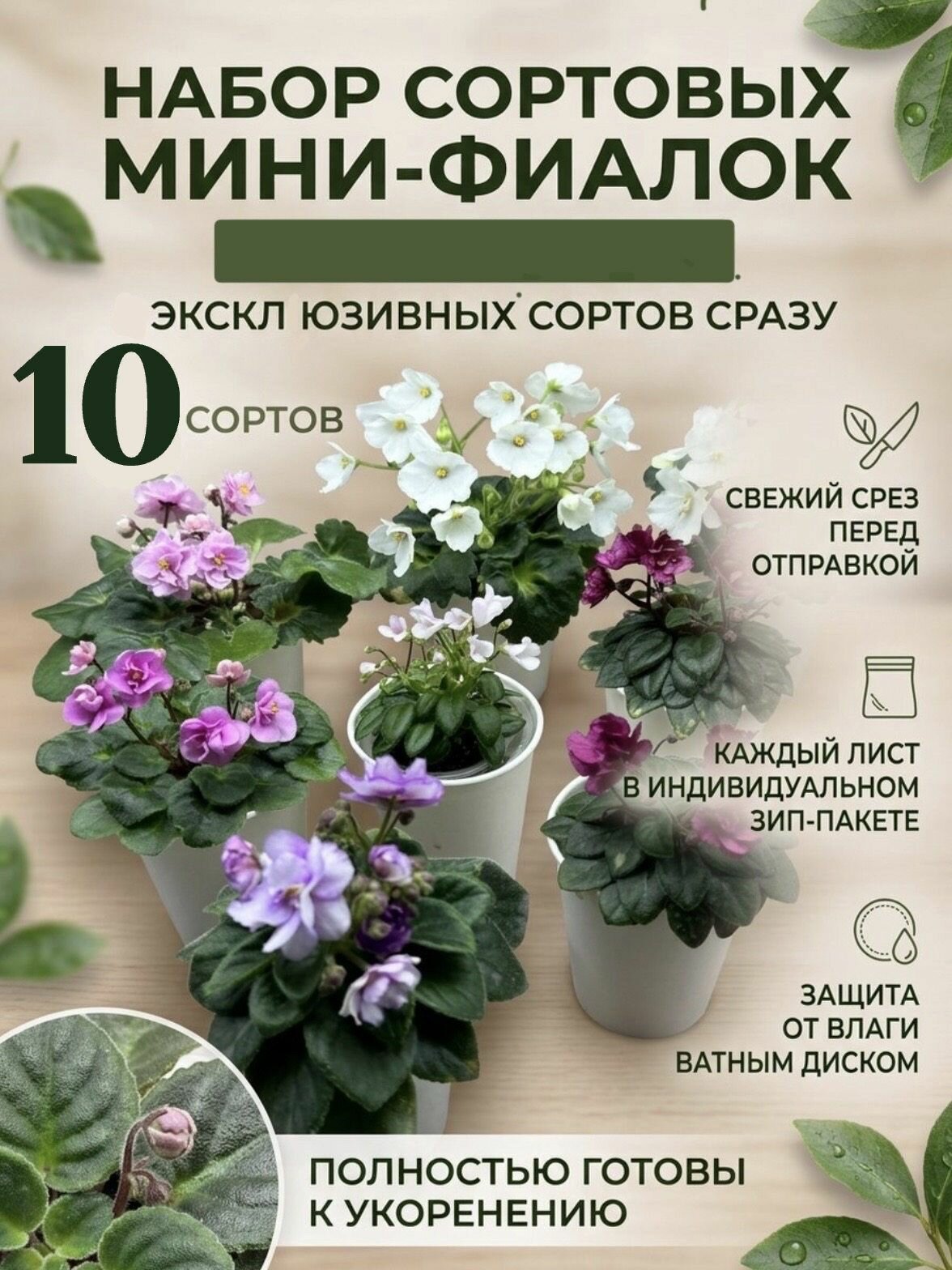 Листики сортовых мини-фиалок, 10 сортов, фиалка комнатная живая