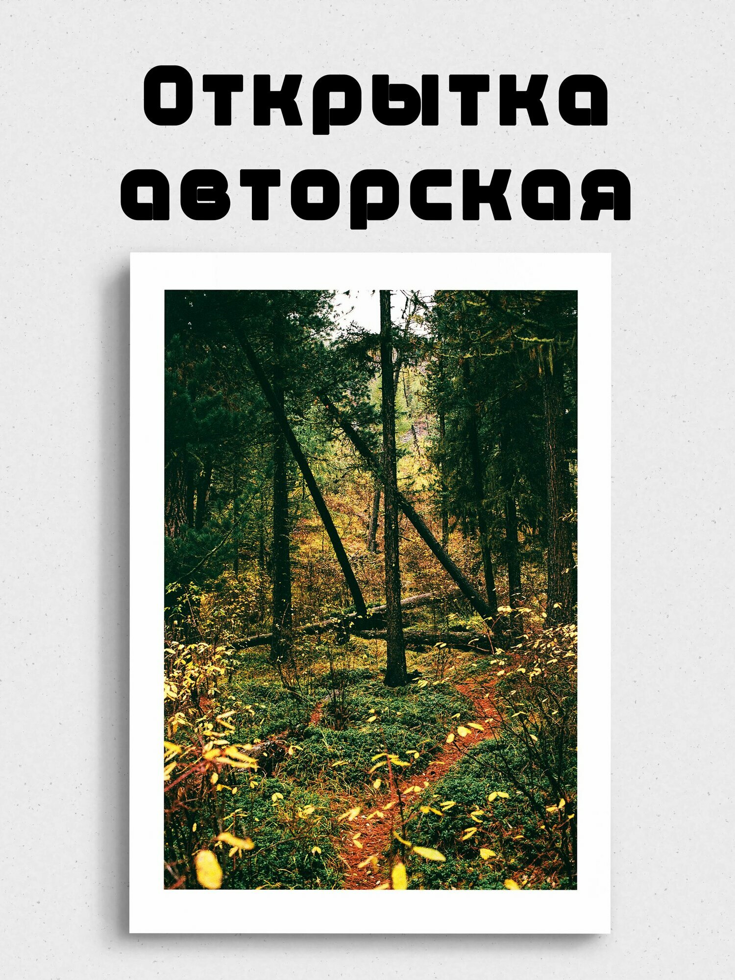Открытка авторская "Осенний лес Алтая"
