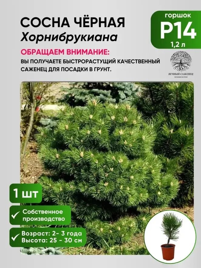 Сосна черная Хорнибрукиана Р14