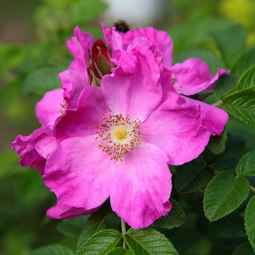 Роза ругоза (Rose rugosa), 40-60, С7