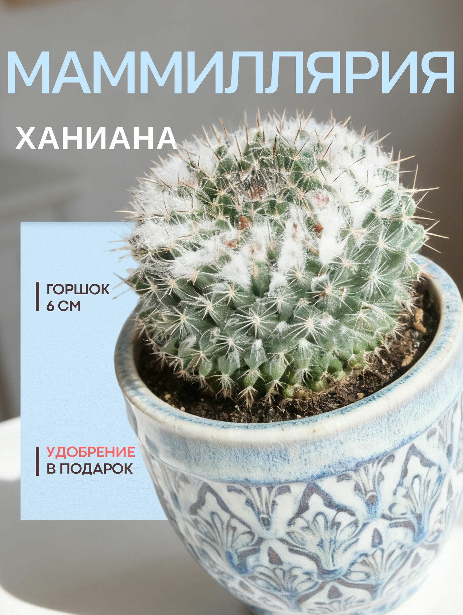 Маммиллярия Ханиана живое комнатное растение