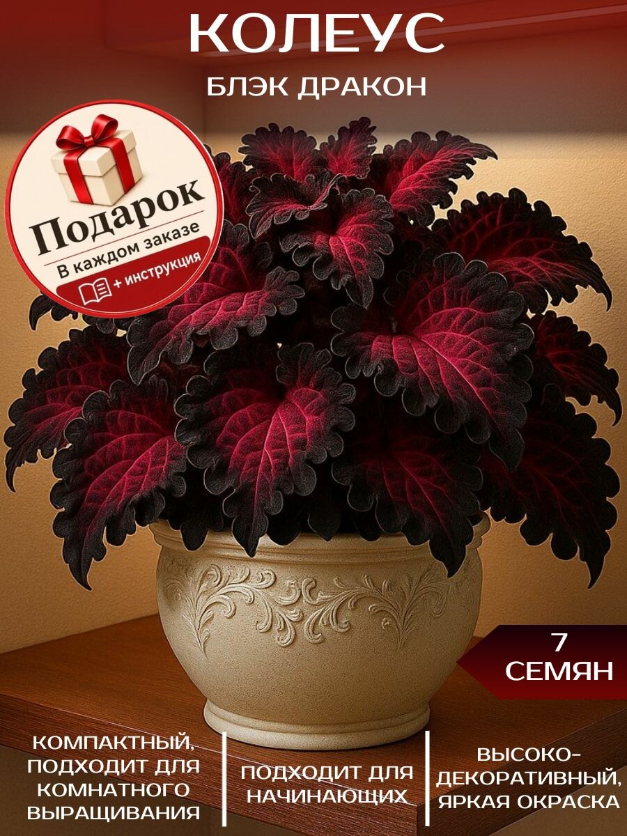 Колеус блэк дракон семена 7 штук + подарок колеус блэк дракон семена цветов