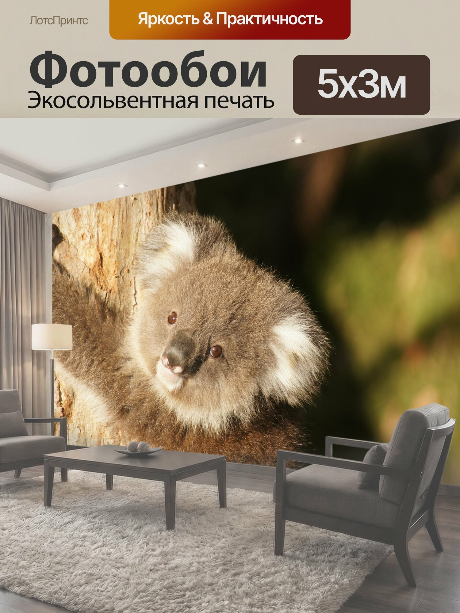 Фотообои "Коала, австралия, ленивый" 500x300 см. экосольвентная печать