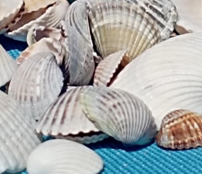 Ракушки Подарок с моря, для творчества, декорирования, аквариума, мелкие, 60шт — фото 1