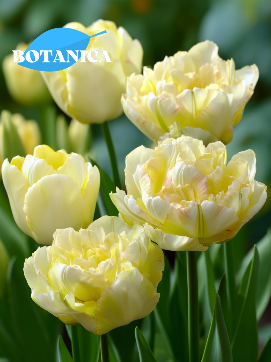 Луковицы цветов, botanica garden, TWIN Тюльпаны Авангард 1шт/Сани Принц 1шт (2 штуки)