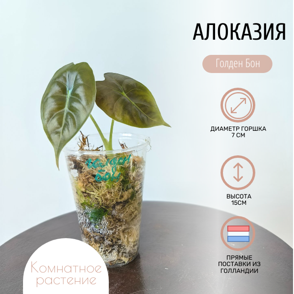 Комнатное растение Алоказия Голден Бонни во мху, высота 15 см