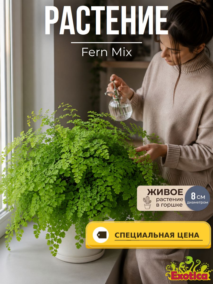 Папоротник Микс D8см, комнатный цветок