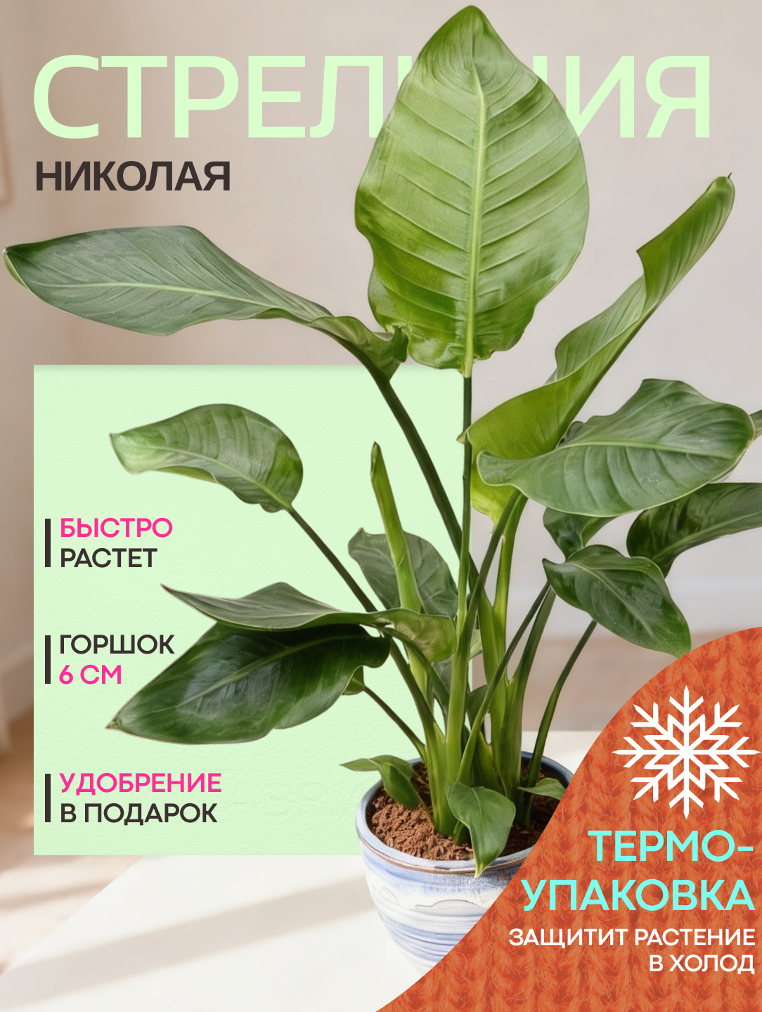 Стрелиция Николая комнатный цветок в горшке живой