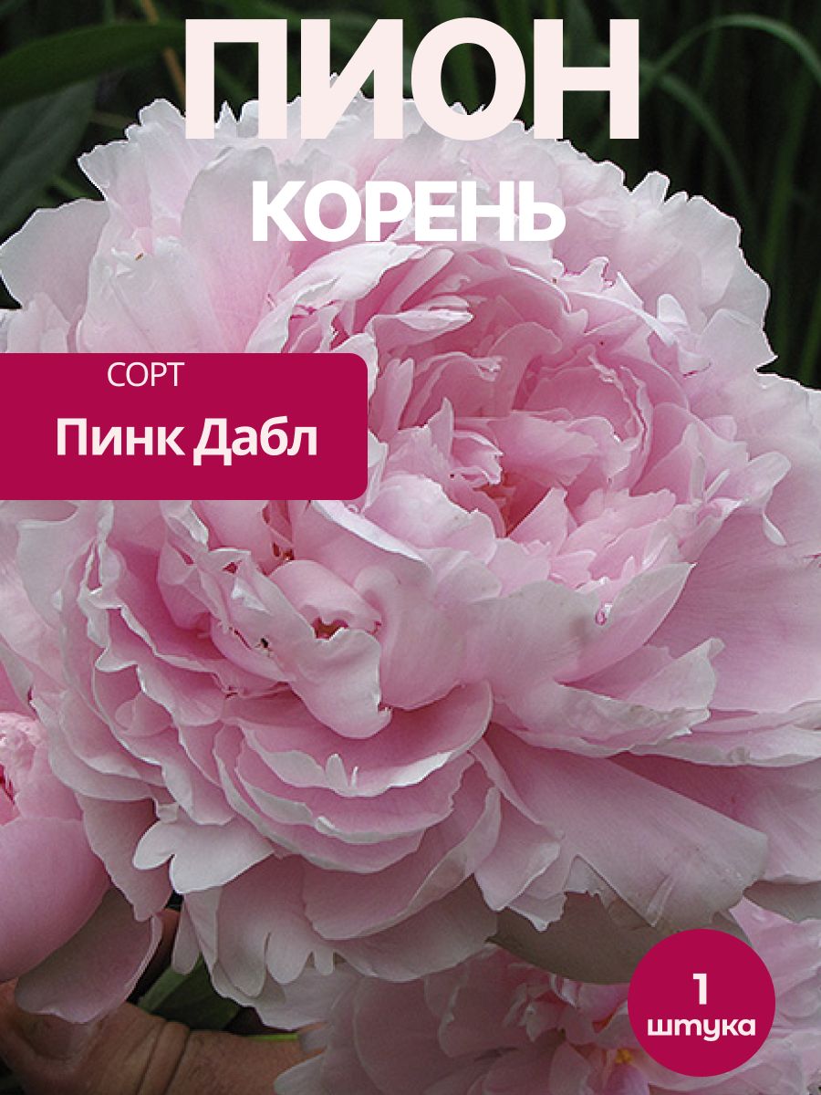 Пион Пинк Дабл корень 1 шт