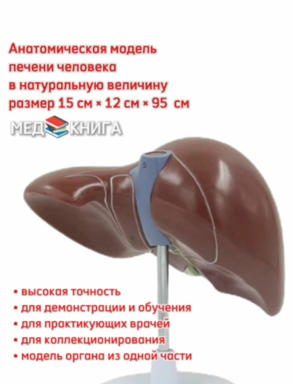 Анатомическая модель печени без патологий в натуральную величину