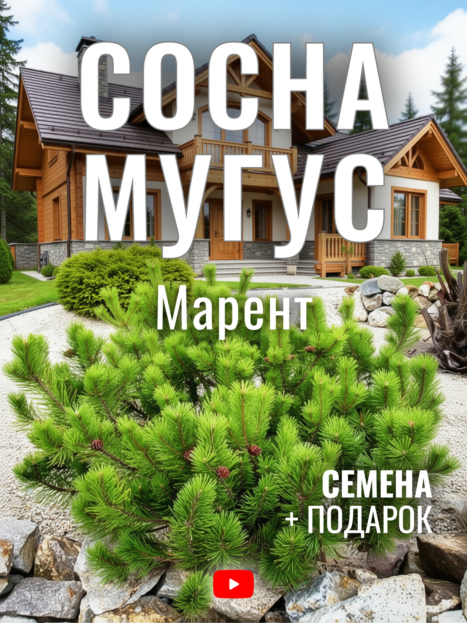 Сосна горная Мугус Марент, Семена, 20 шт, семена хвойных растений