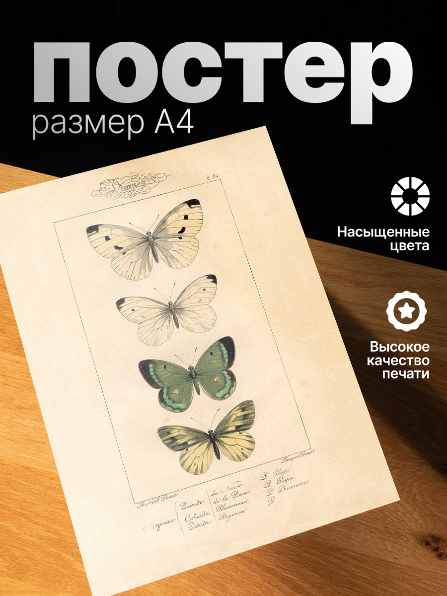 Постер ZEKEKS 4 бабочки, на стену, без рамы, 29x21 см, цифровая печать