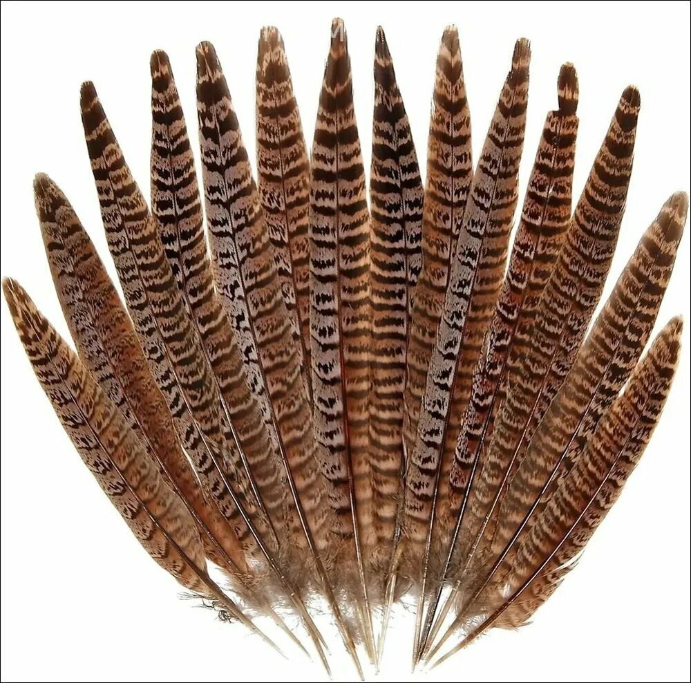 Натуральные перья из хвоста фазана 25-30cm ,10 шт