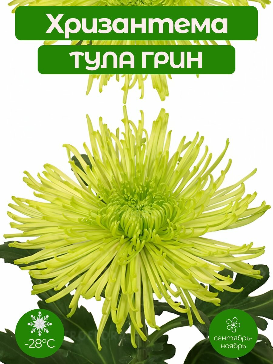 Хризантема Тула Грин ЗКС (горшок Р9)