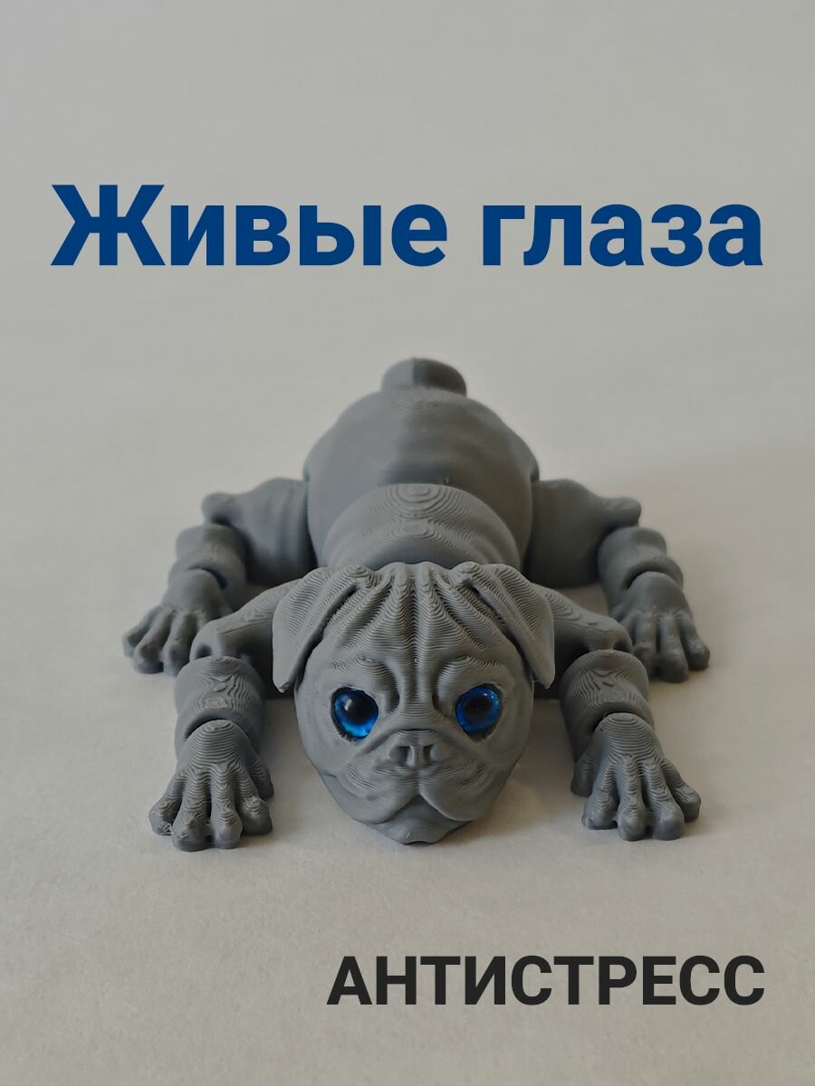 Мопс подвижный — фото 1