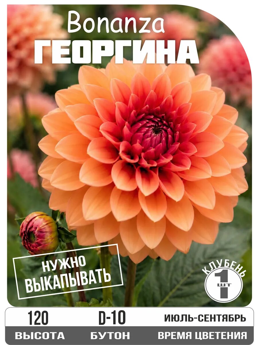 Георгины Бонанза клубни многолетние 1 шт.
