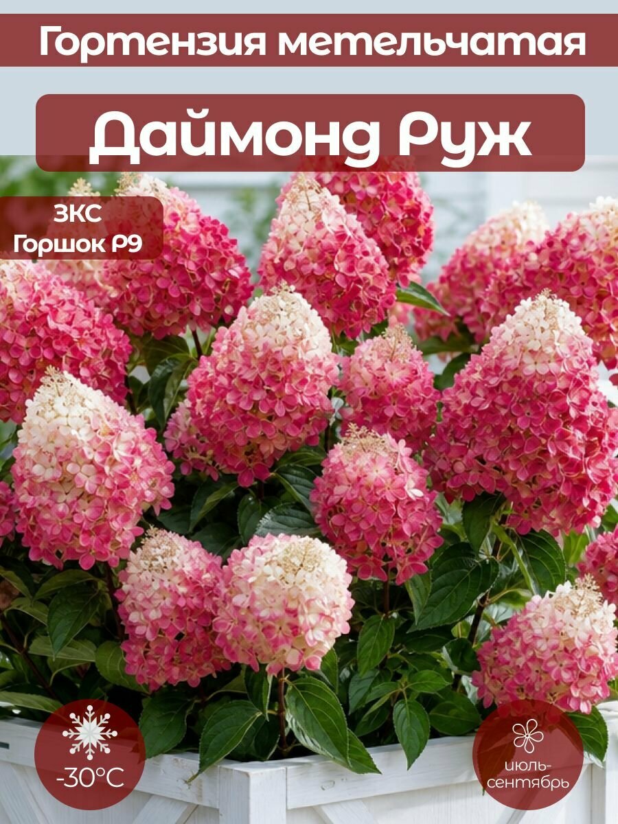 Гортензия Даймонд Руж