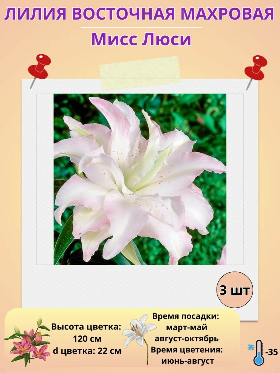 Лилия луковицы, многолетние цветы для посадки,3 штуки