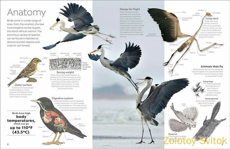 Книга "Bird" DK Eyewitness, мягкая обложка, на английском языке — фото 1