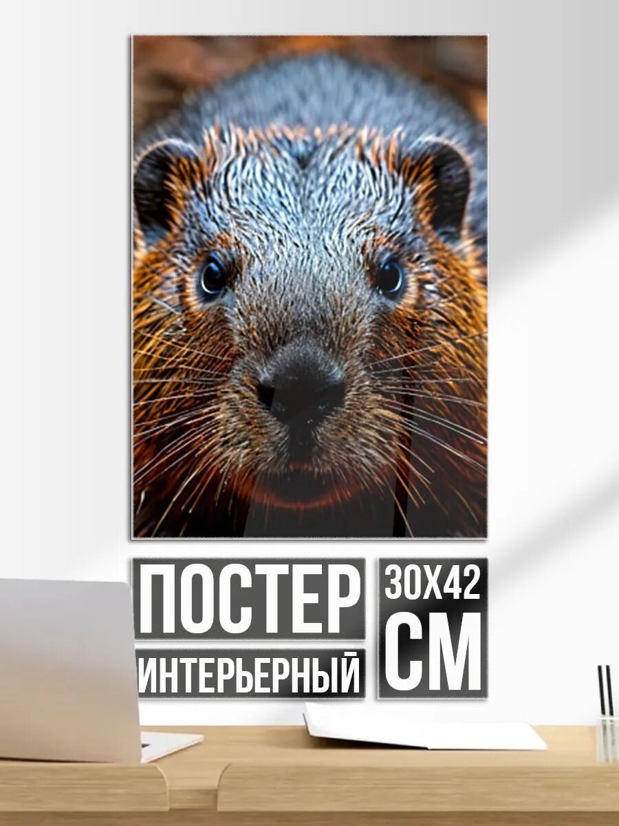 Постер на стену Бобр